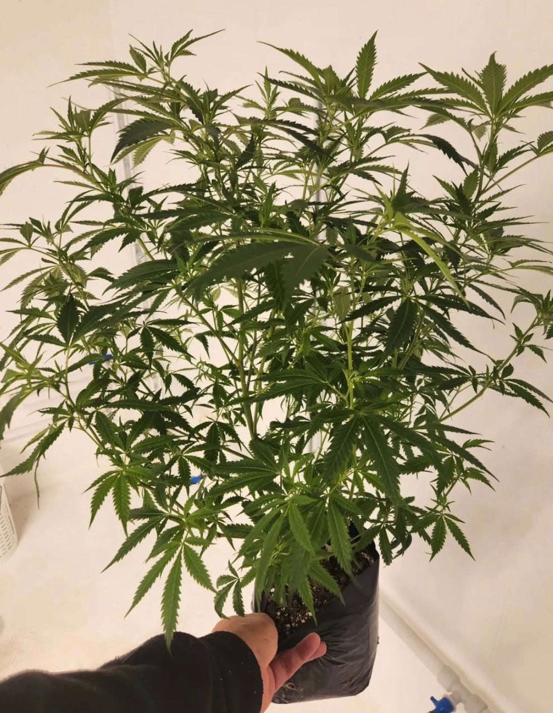 Shoreline aka Texas Shoreline – Skunktek Cuts