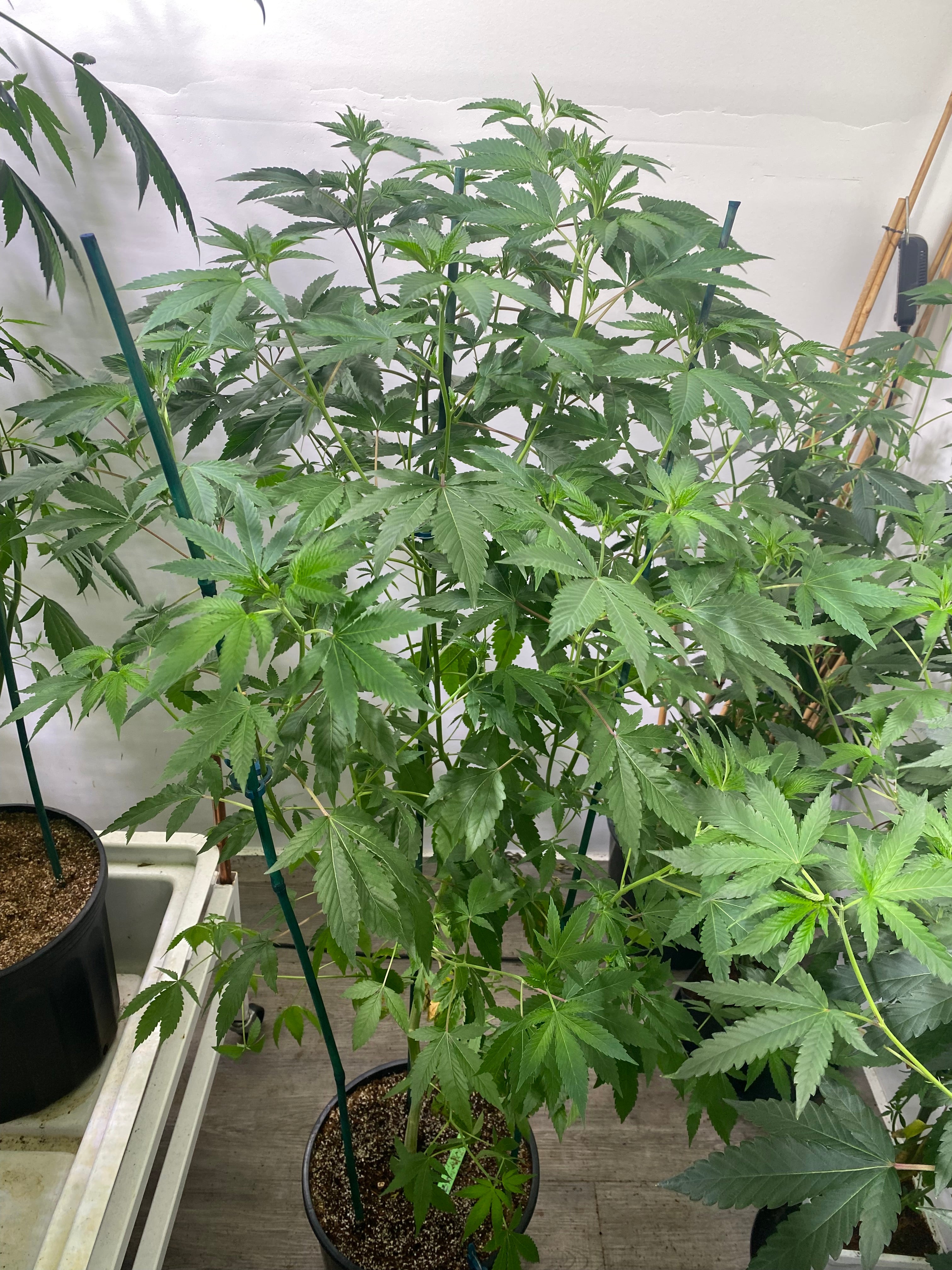 Sour Diesel x i95 f1 (MALE keeper) – Skunktek Cuts