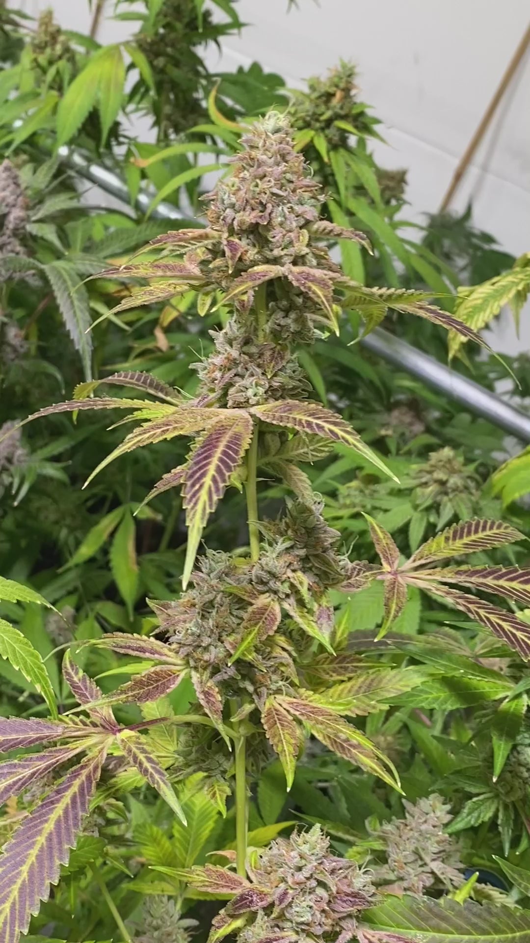 Tang Brain 2 (Oc-tang x Headband) – Skunktek Cuts