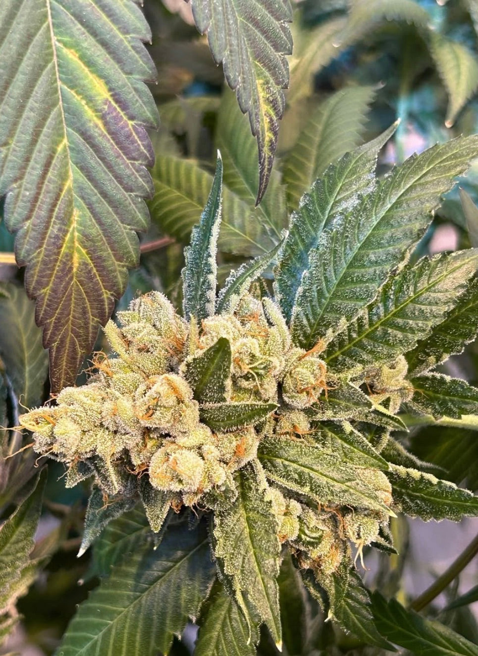 SFV OG aka San Fernando Valley OG – Skunktek Cuts