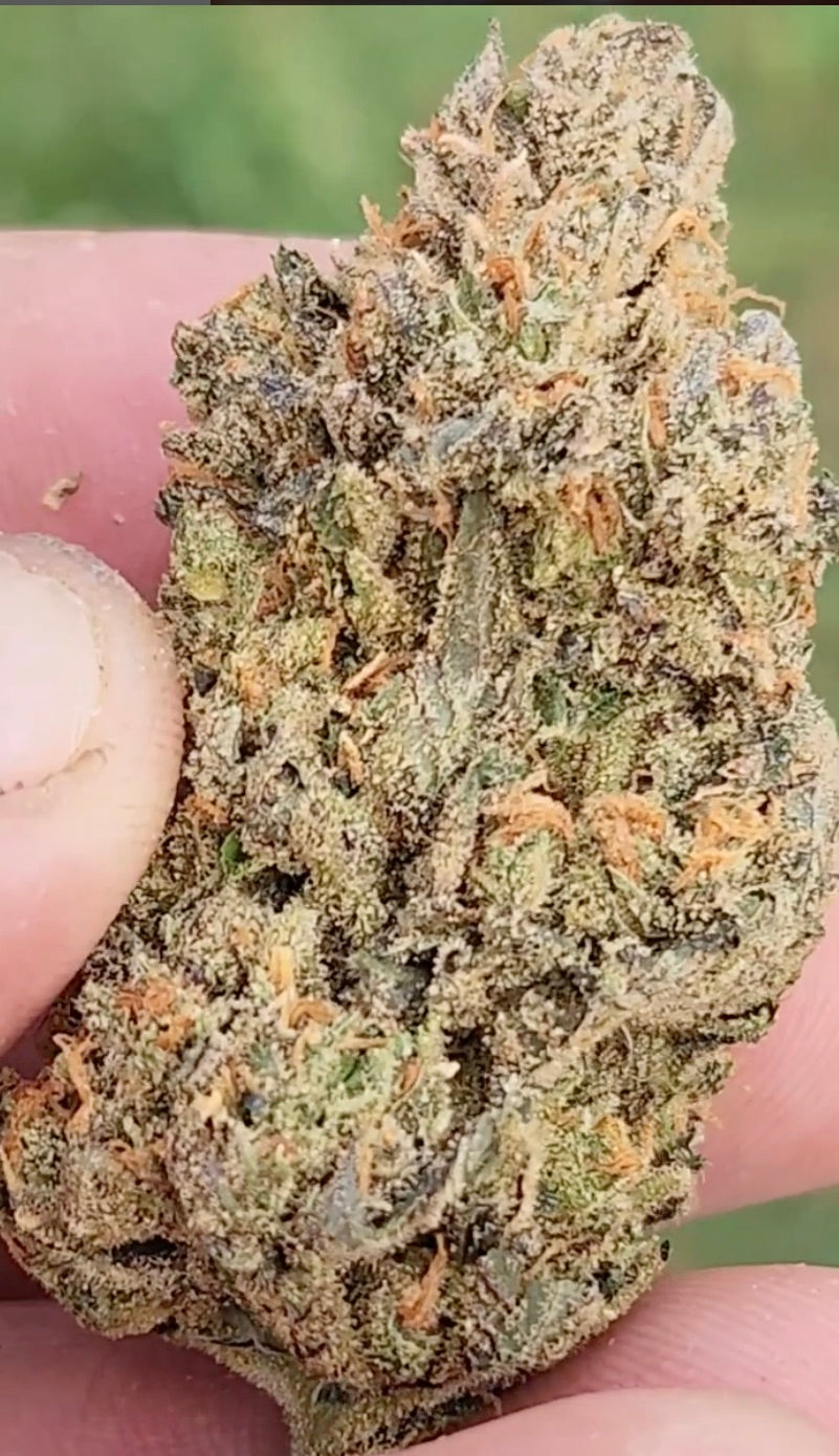 The White – Skunktek Cuts