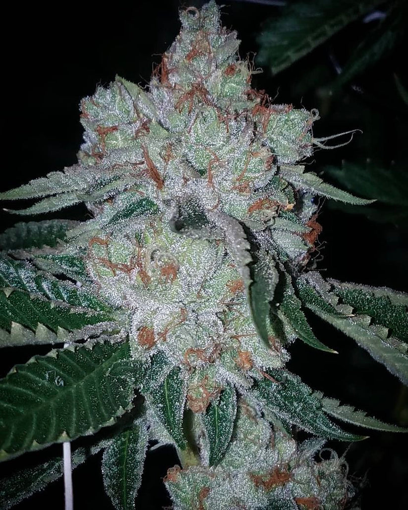 Triangle Kush – Skunktek Cuts