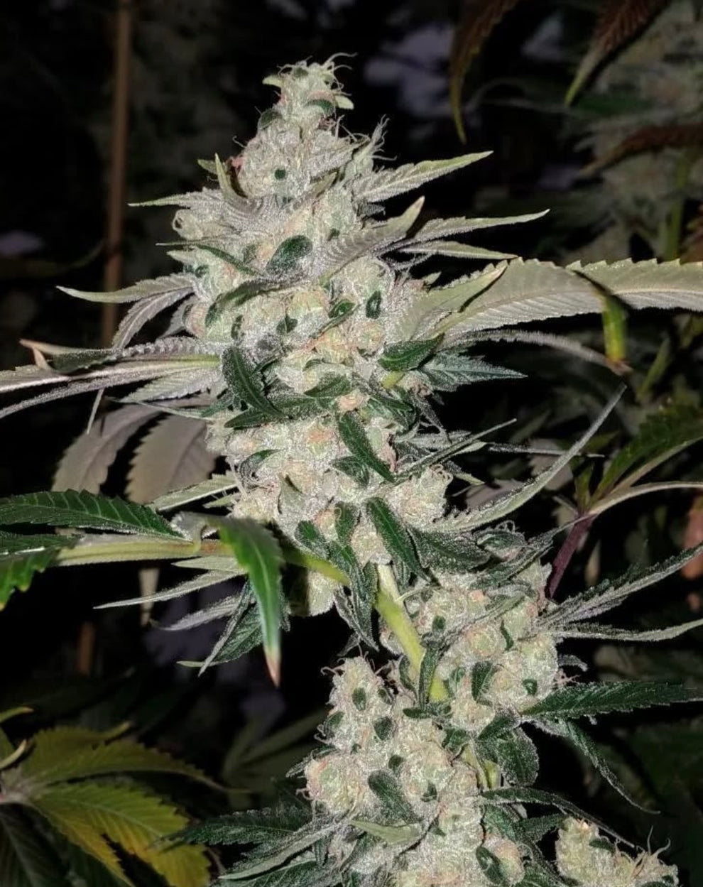 Sour Diesel (Notsodog cut) – Skunktek Cuts