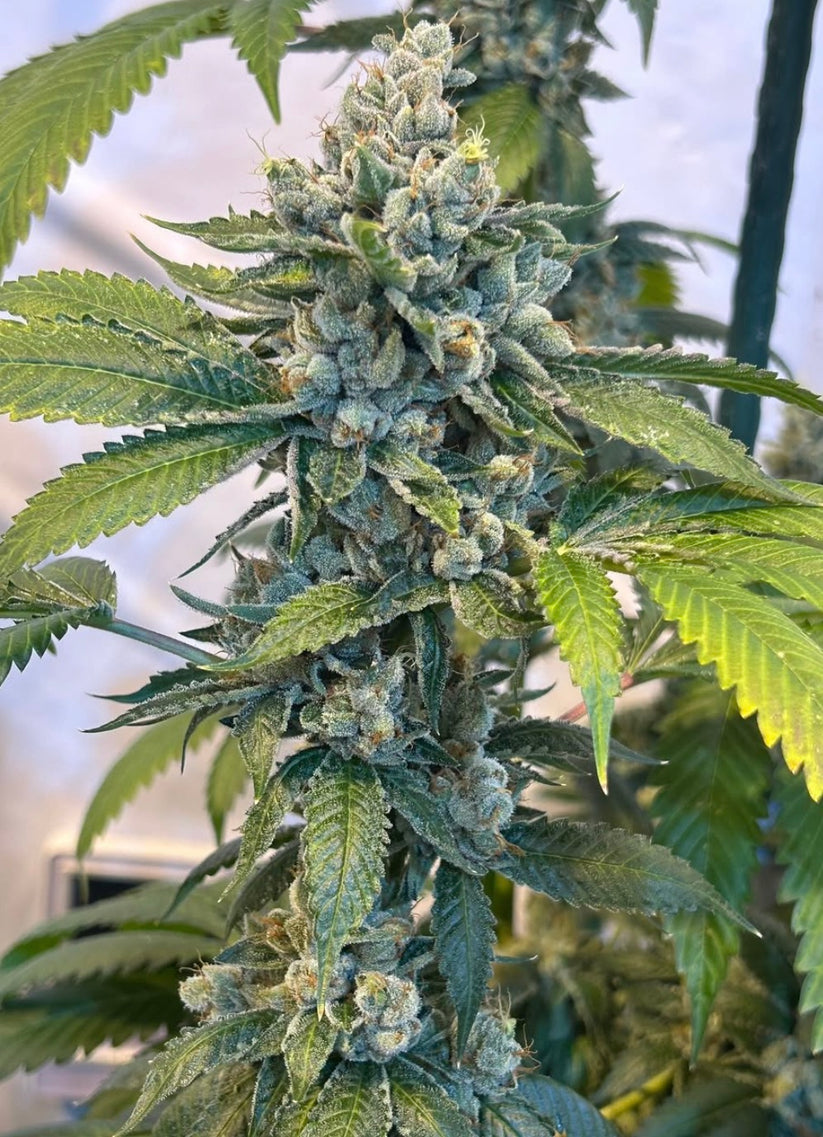 SFV OG aka San Fernando Valley OG – Skunktek Cuts