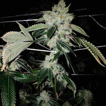 Products – Skunktek Cuts