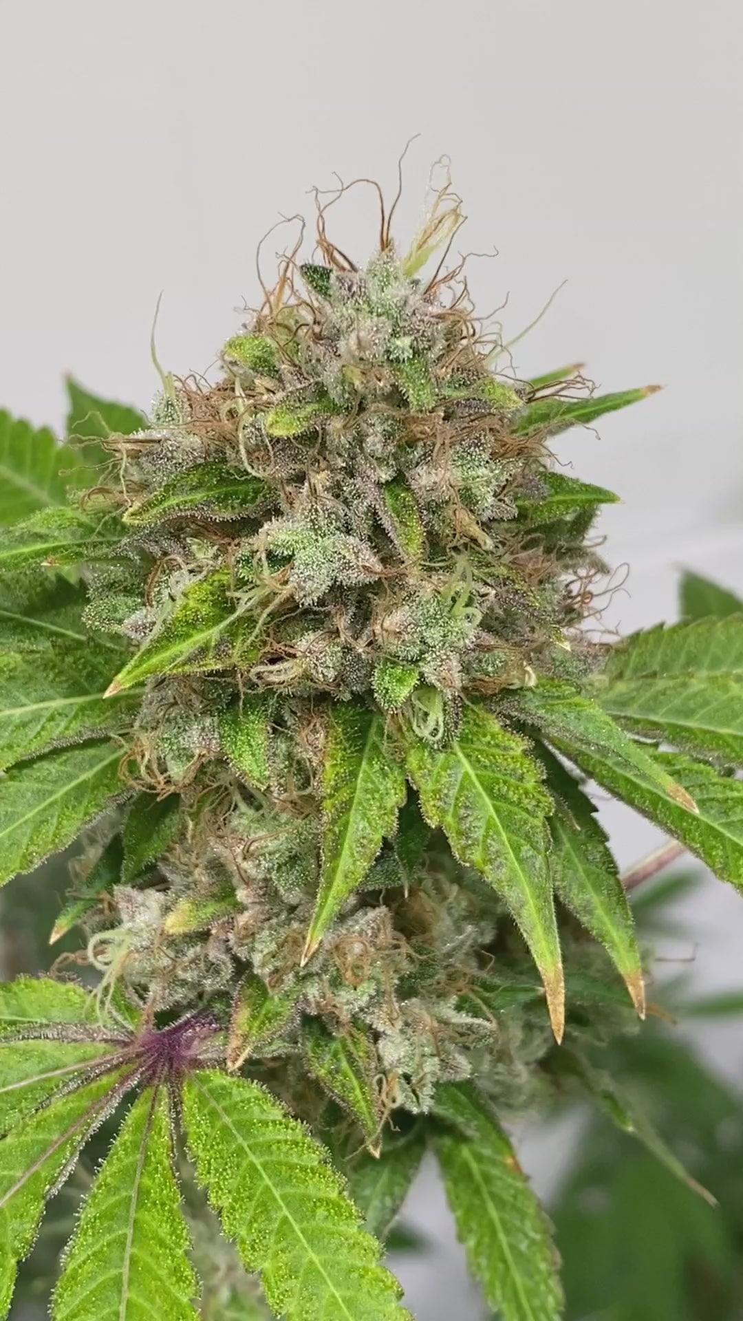 Products – Skunktek Cuts